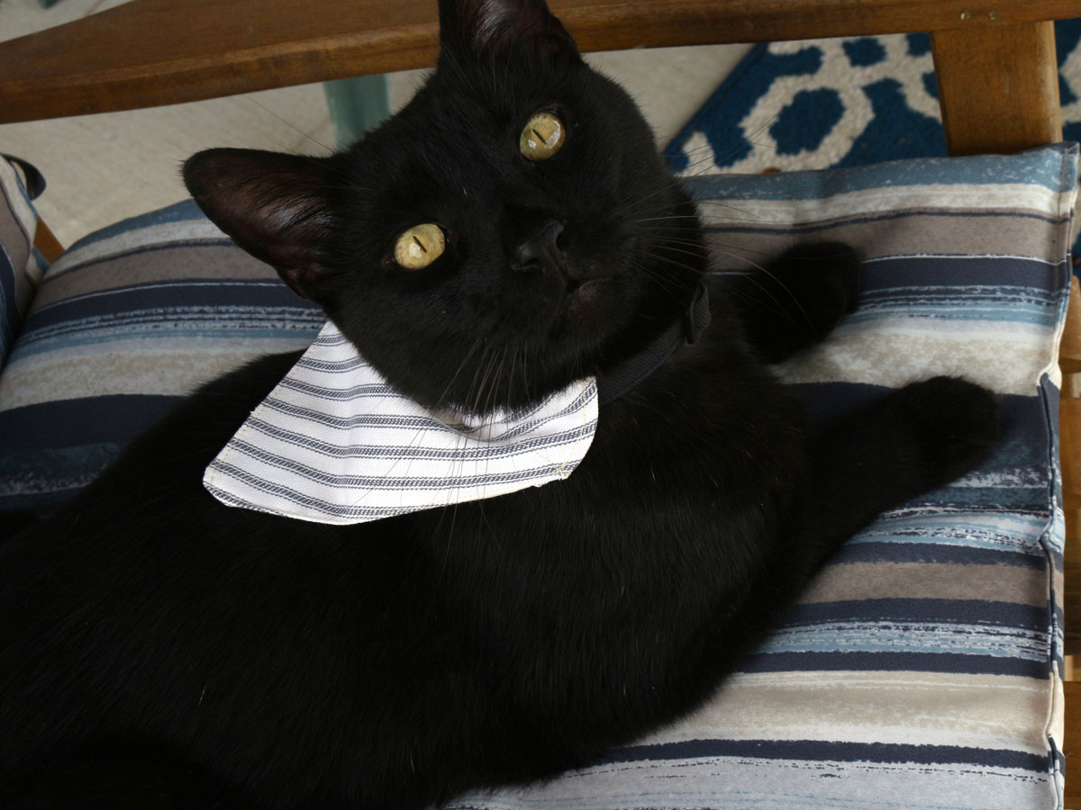 Bandana for your Cat's Collar - Max's Mom's Creations